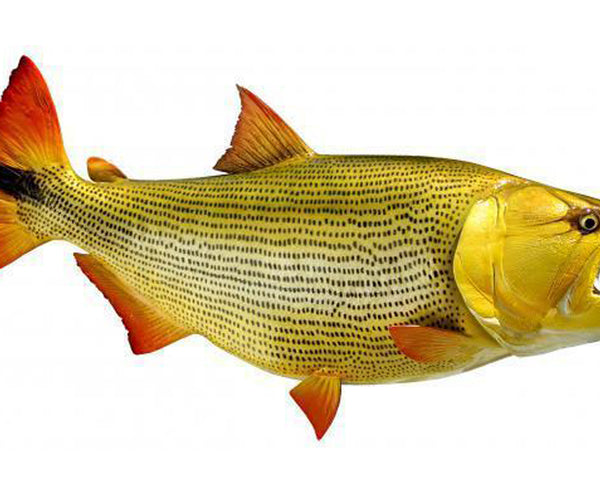 dorado fish