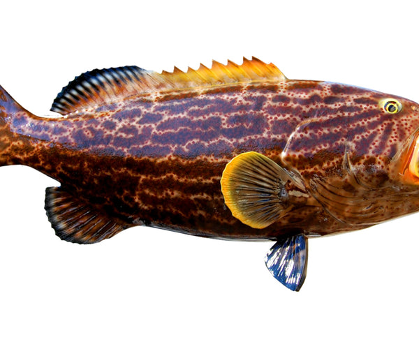 yellow grouper