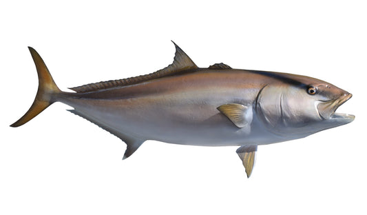 Saltwater Fish Mounts | King Sailfish Mounts