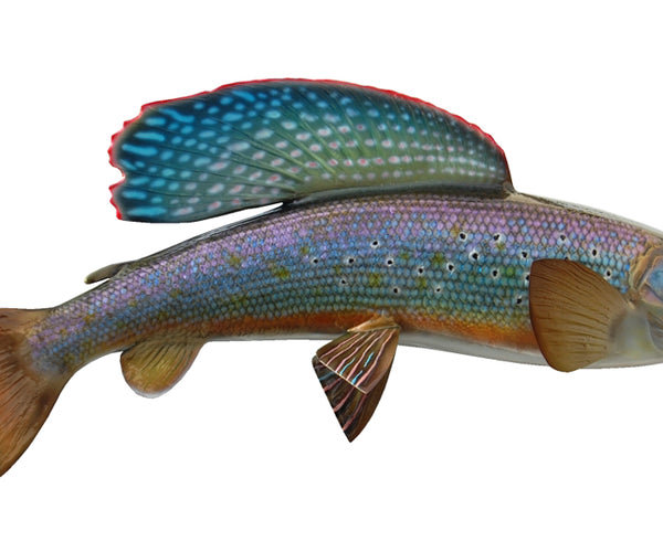 Arctic Grayling Fish Mounts | King Sailfish Mounts