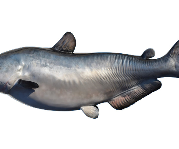 Catfish Fish Mounts | King Sailfish Mounts