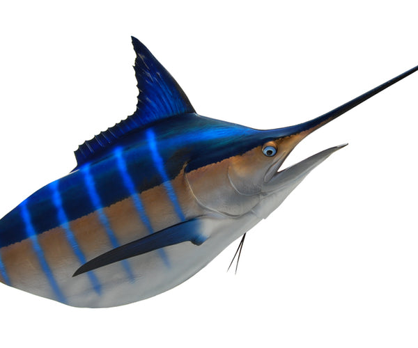 Marlin Head Mounts | King Sailfish Mounts