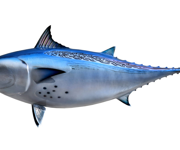 Bonito Fish Mounts | King Sailfish Mounts