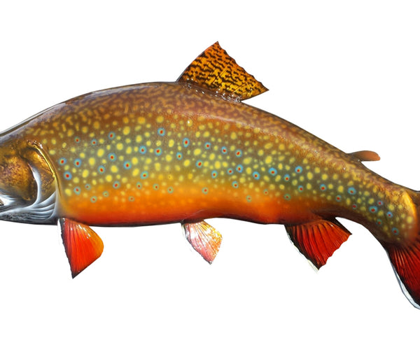 Brook Trout Fish Mounts | King Sailfish Mounts