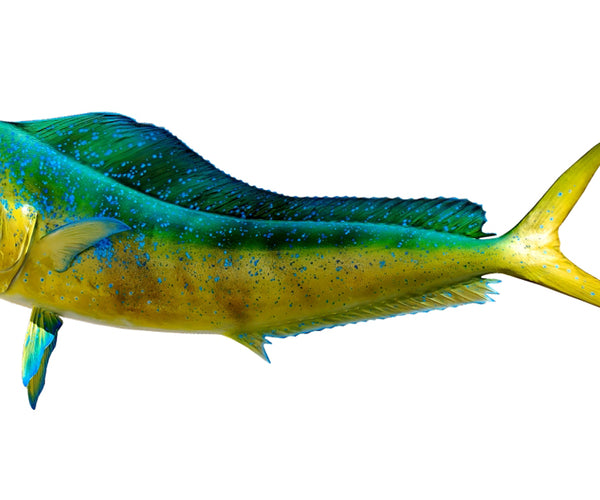 Bull Dolphin Fish Mounts | King Sailfish Mounts
