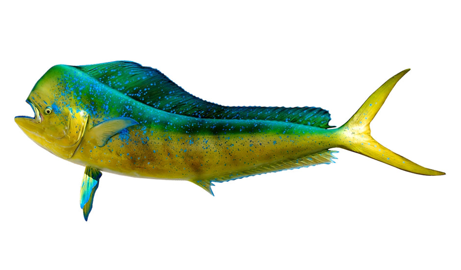 King Sailfish Mounts | Fish Mounts & Replicas