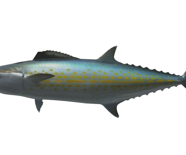 Cero Mackerel Cero | Fish | Britannica
