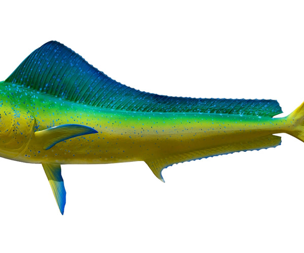 Cow Dolphin Fish Mounts | King Sailfish Mounts