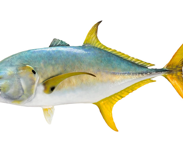 Crevalle Jack Fish Mounts | King Sailfish Mounts