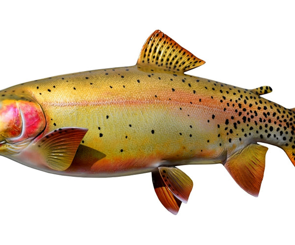 Cutthroat Trout Fish Mounts | King Sailfish Mounts