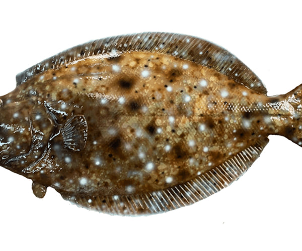 Flounder Fish Mounts | King Sailfish Mounts