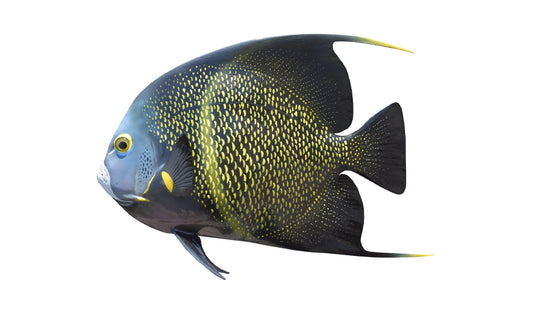 Saltwater Fish Mounts | King Sailfish Mounts