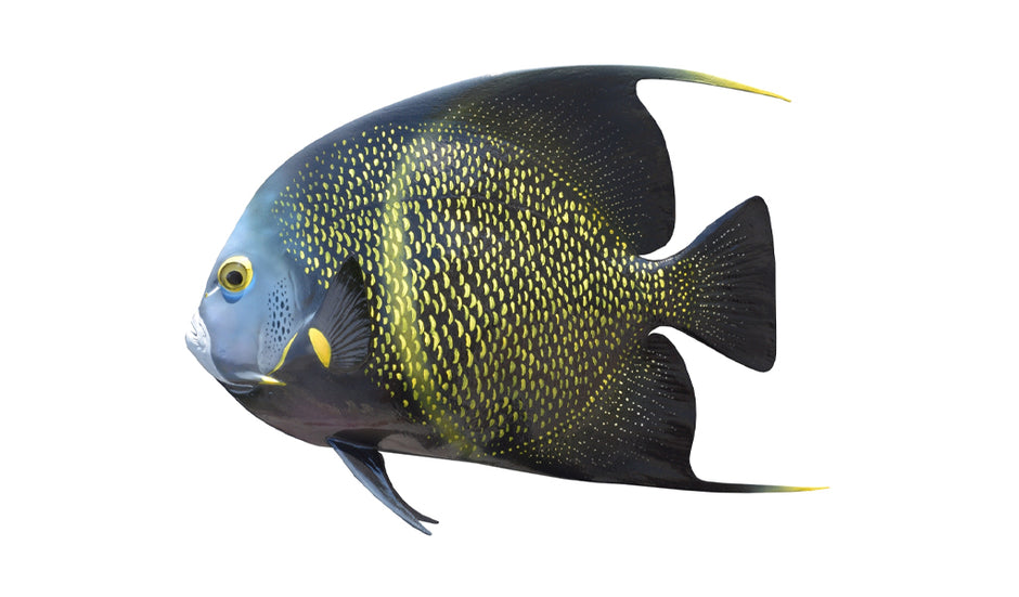 Saltwater Fish Mounts | King Sailfish Mounts