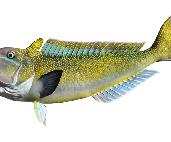 Golden Tilefish Fish Mounts | King Sailfish Mounts