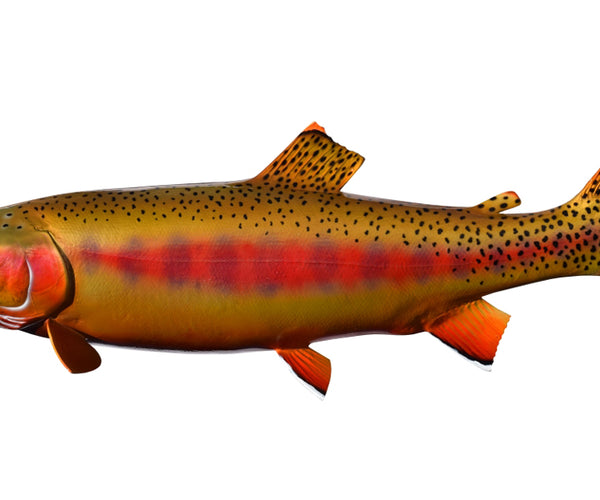 Golden Trout Fish Mounts | King Sailfish Mounts