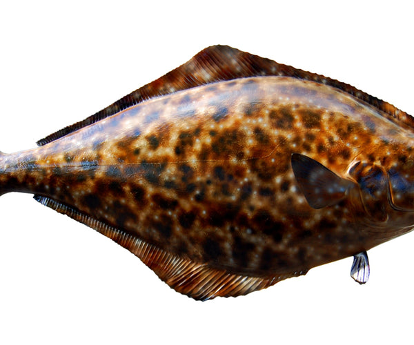 Halibut Fish Mounts | King Sailfish Mounts