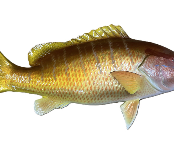 Amarillo Snapper Mount | Fiberglass Fish Replica by King Sailfish Mounts