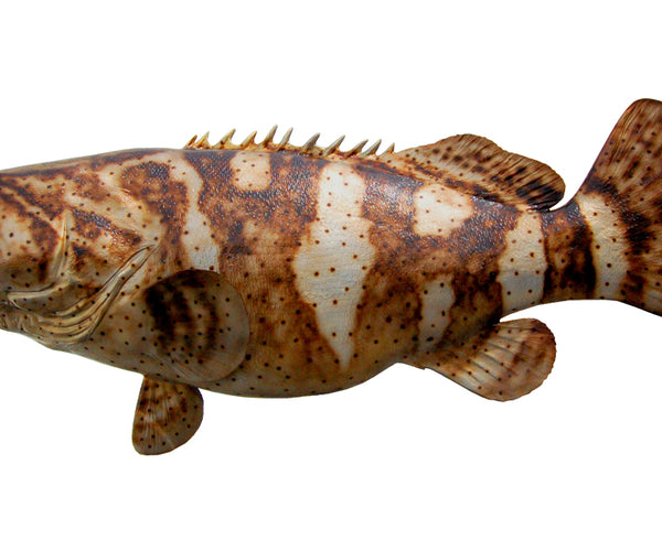 Jewfish Fish Mounts | King Sailfish Mounts