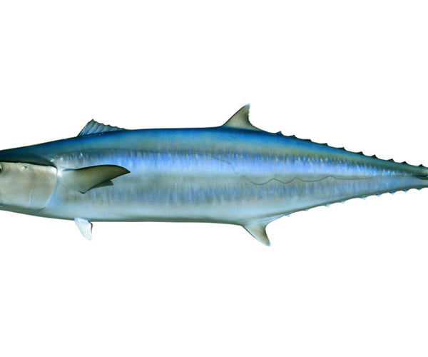 Kingfish Fish Mounts | King Sailfish Mounts