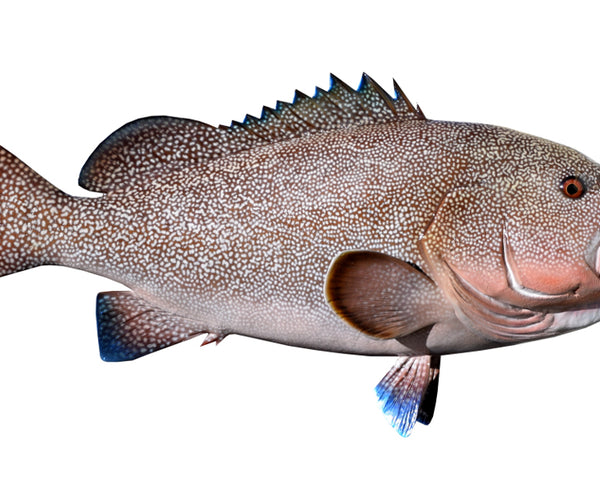 Kitty Mitchell Grouper Fish Mounts | King Sailfish Mounts