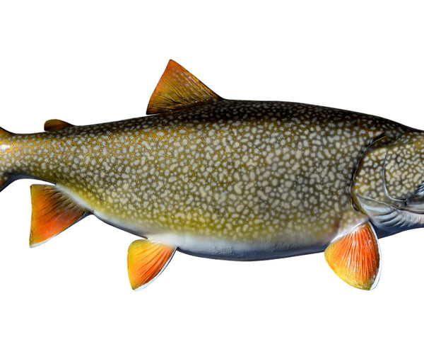 Lake Trout Fish Mounts | King Sailfish Mounts