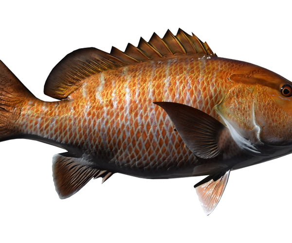 Mangrove Snapper Fish Mounts | King Sailfish Mounts