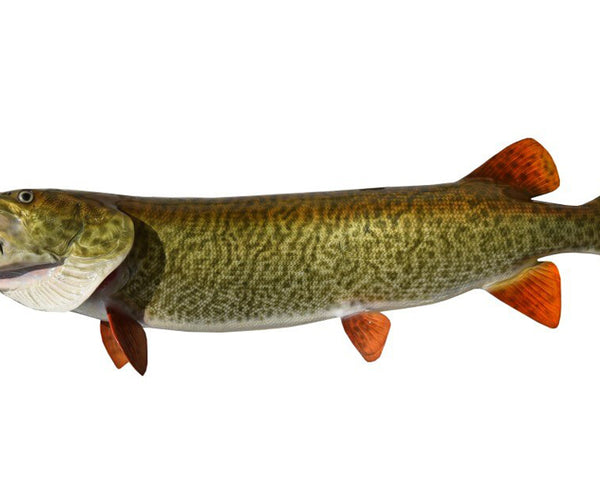 Muskie Fish Mounts | King Sailfish Mounts