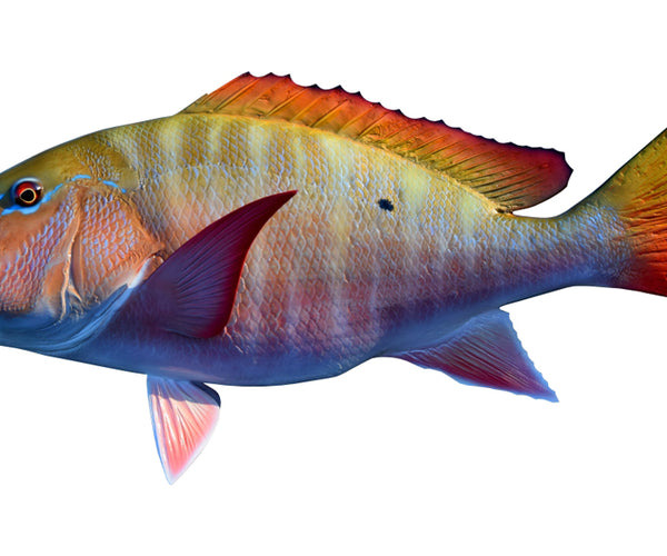 Mutton Snapper Fish Mounts | King Sailfish Mounts