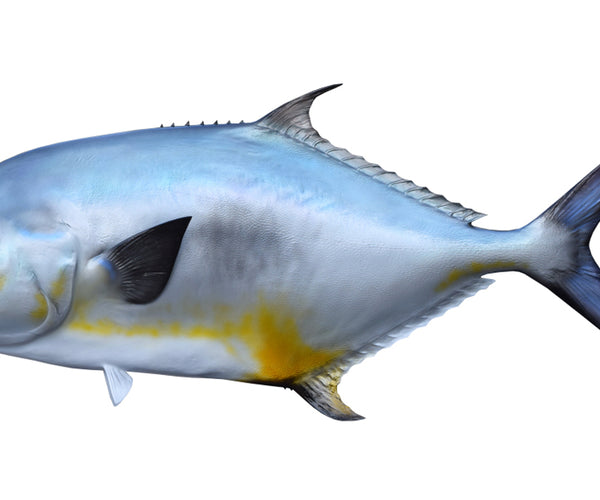 Permit Fish Mounts | King Sailfish Mounts