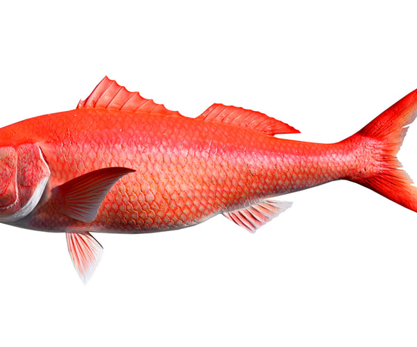 Queen Snapper Fish Mounts | King Sailfish Mounts