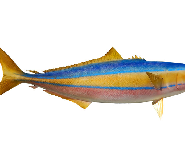 Rainbow Runner Fish Mounts | King Sailfish Mounts