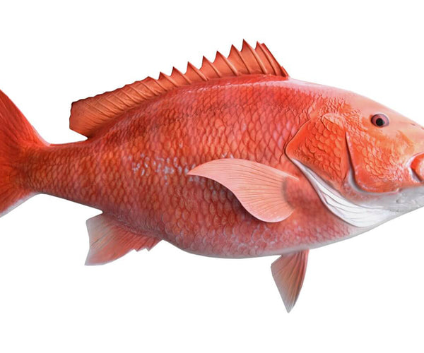 Red Snapper Fish Mounts | King Sailfish Mounts