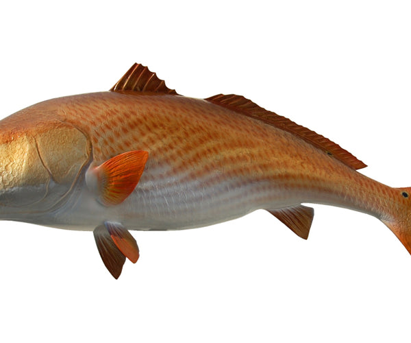 Redfish Fish Mounts | King Sailfish Mounts