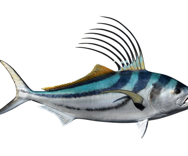 Roosterfish Fish Mounts | King Sailfish Mounts