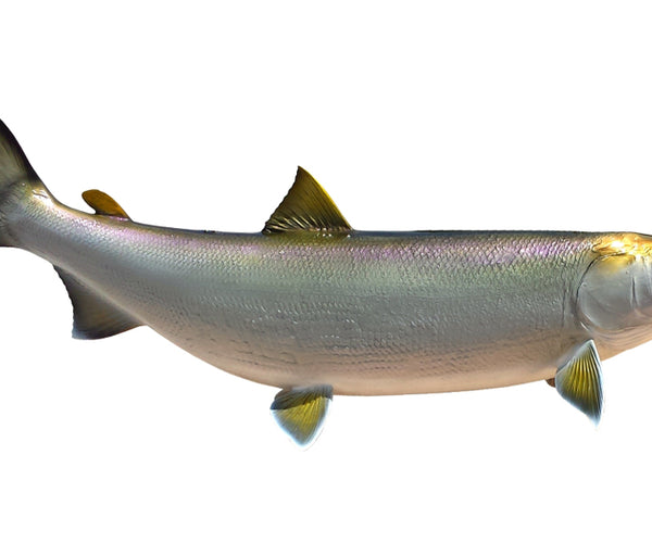 Sheefish Fish Mounts | King Sailfish Mounts