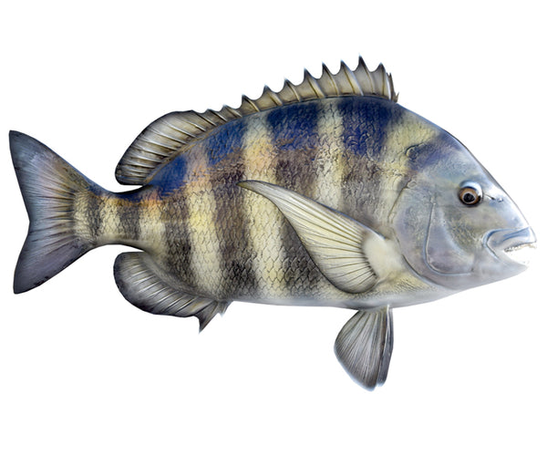 Sheepshead Fish Mounts | King Sailfish Mounts