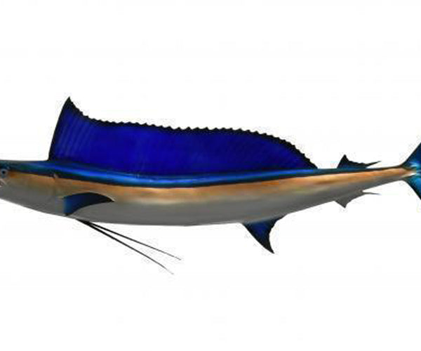 Shortbill Spearfish Fish Mounts | King Sailfish Mounts