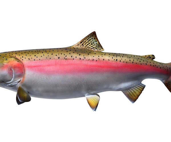 Steelhead Trout Fish Mounts | King Sailfish Mounts