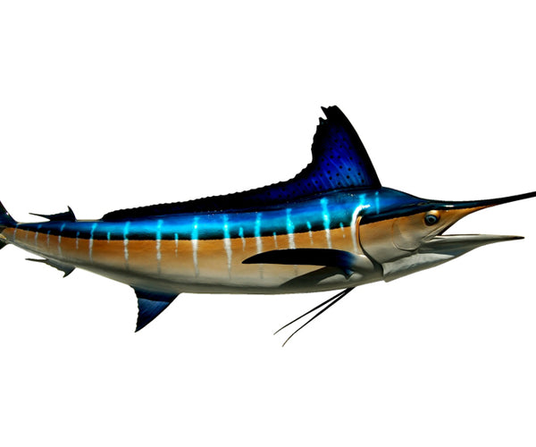 Striped Marlin Fish Mounts | King Sailfish Mounts