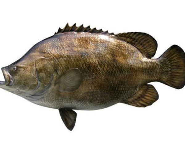 Tripletail Fish Mounts | King Sailfish Mounts