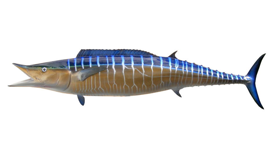 King Sailfish Mounts | Fish Mounts & Replicas