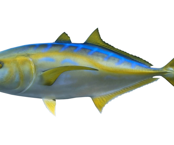 Yellow Jack Fish Mounts | King Sailfish Mounts