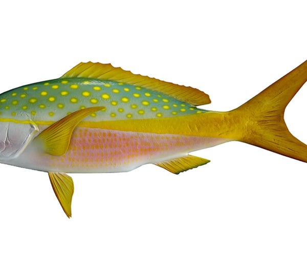 Yellowtail Snapper Fish Mounts | King Sailfish Mounts
