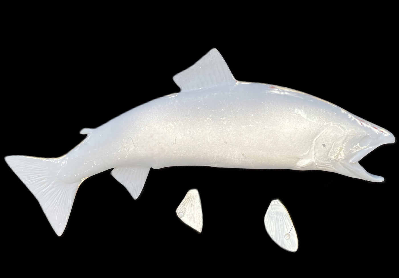 Fish Blanks, Standard | King Sailfish Mounts