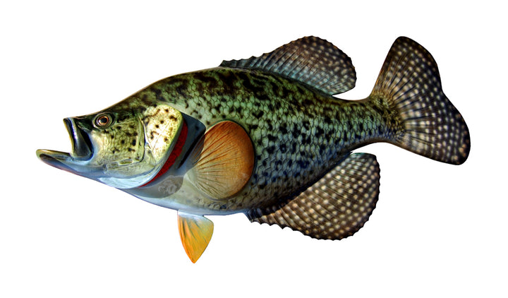 Half-Sided Mounts, Economical | King Sailfish Mounts