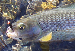 Arctic Grayling Fish Mounts | King Sailfish Mounts