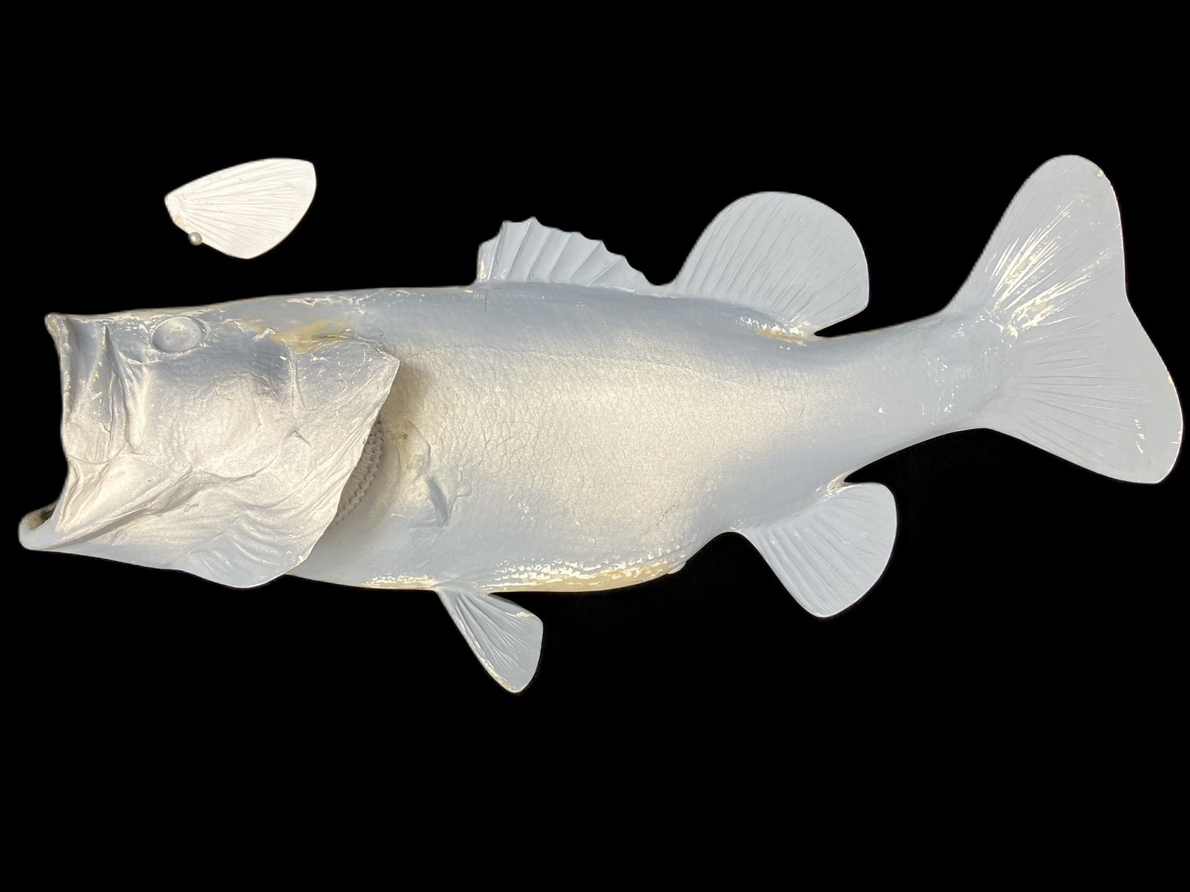 Fish Blanks, Standard | King Sailfish Mounts