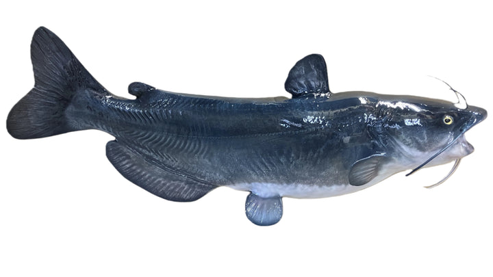 Catfish Fish Mounts | King Sailfish Mounts
