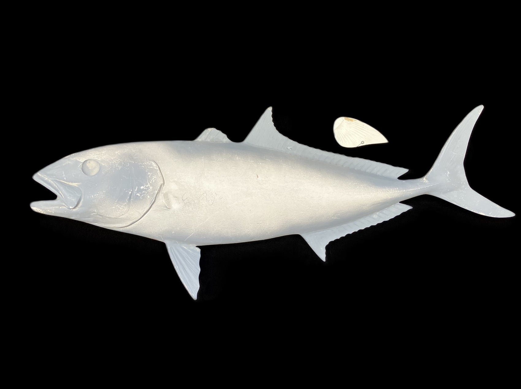 Fish Blanks, Standard | King Sailfish Mounts