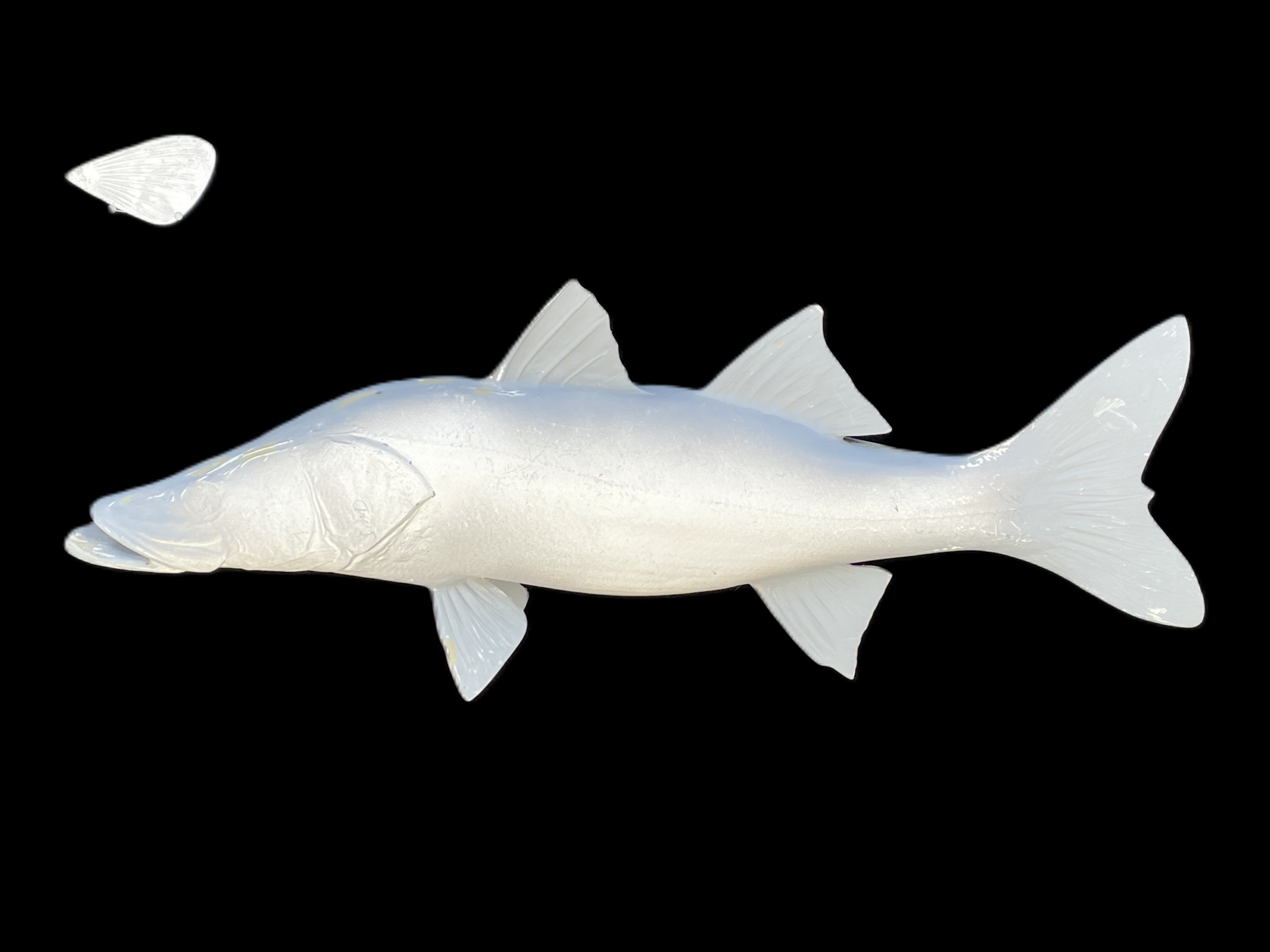 36-Inch Common Snook Blank Fish Mounts, Standard | King Sailfish Mounts